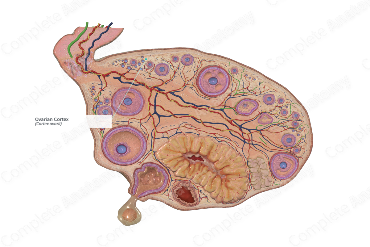 Ovarian Cortex | Complete Anatomy