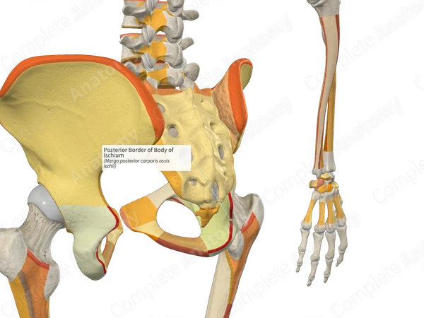 Posterior Border of Body of Ischium | Complete Anatomy