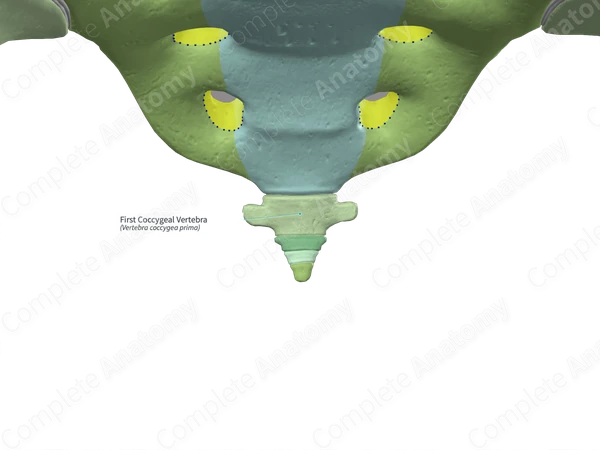 First Coccygeal Vertebra | Complete Anatomy