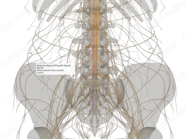 Anterior Root of Fourth Sacral Nerve (Right) | Complete Anatomy