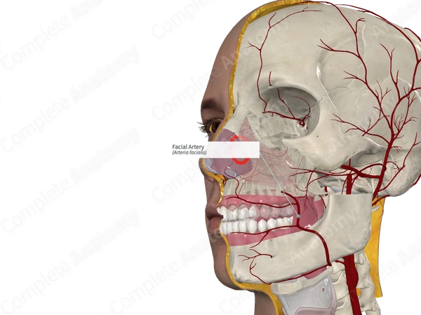Facial Artery | Complete Anatomy