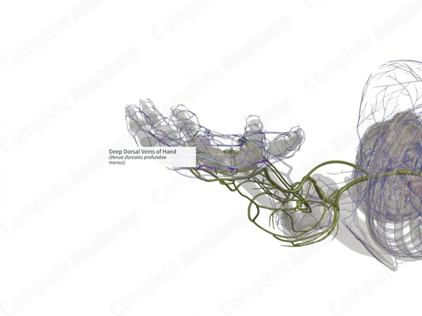 Deep Dorsal Veins of Hand (Left) | Complete Anatomy