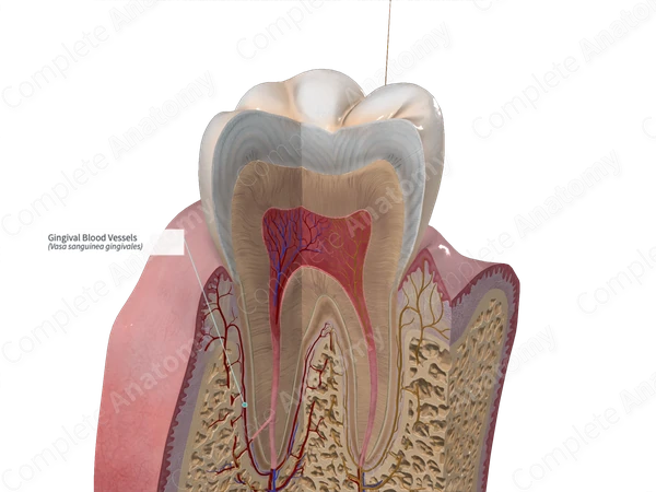 Gingival Blood Vessels | Complete Anatomy