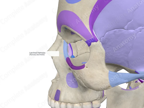 Lacrimal Hamulus | Complete Anatomy