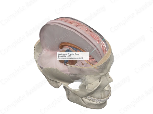 Meningeal Cranial Dura (Calvaria; Left) | Complete Anatomy