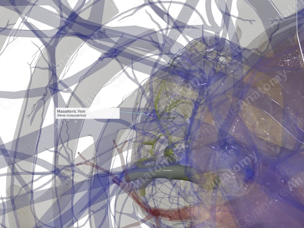 Masseteric Vein (Left) | Complete Anatomy