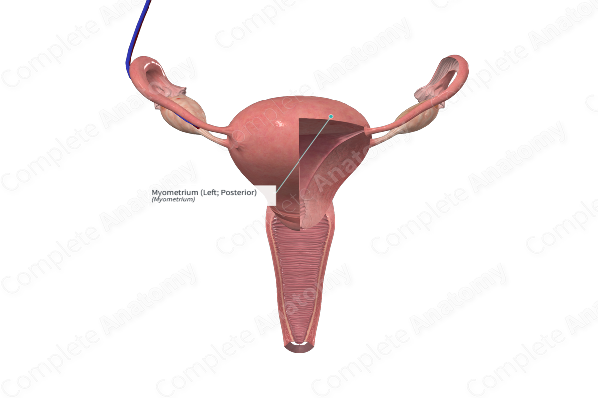 Myometrium (Left; Posterior) | Complete Anatomy