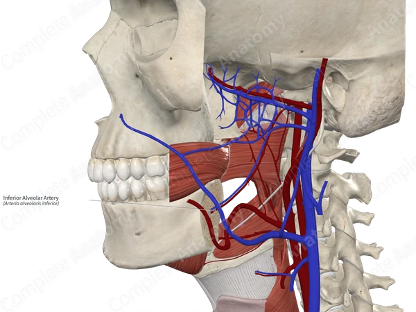 Inferior Alveolar Artery | Complete Anatomy