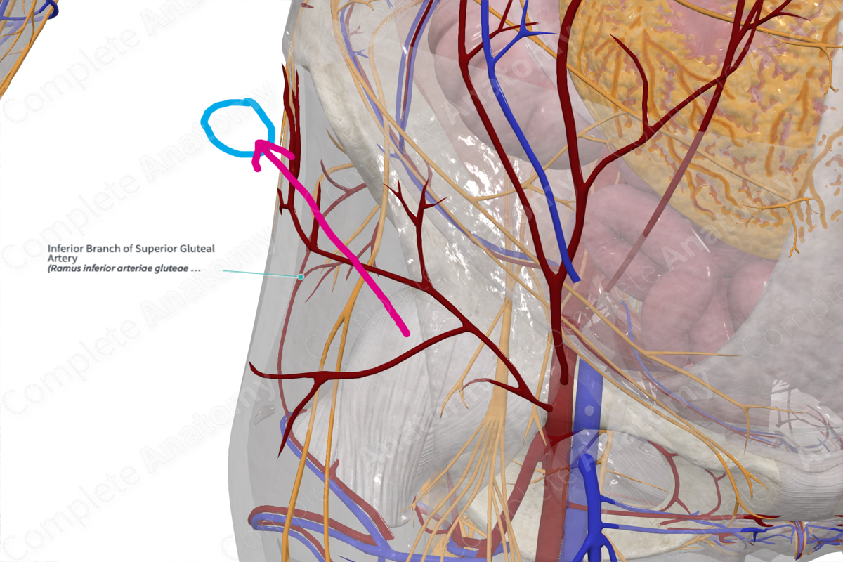 Inferior Branch Of Superior Gluteal Artery Complete Anatomy