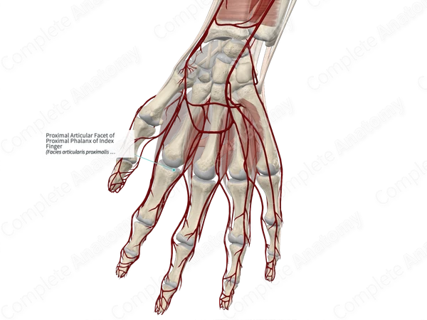Proximal Articular Facet of Proximal Phalanx of Index Finger | Complete ...