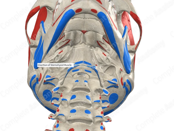 Insertion of Sternohyoid Muscle | Complete Anatomy
