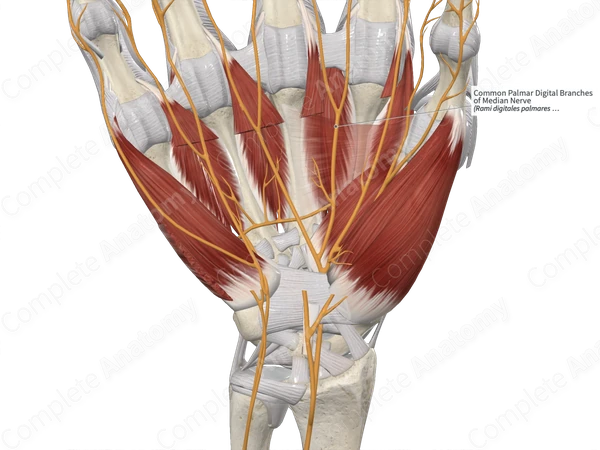 Common Palmar Digital Branches of Median Nerve | Complete Anatomy