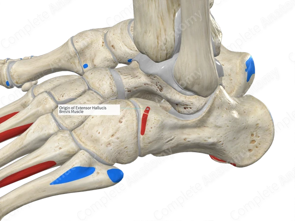 Origin of Extensor Hallucis Brevis Muscle | Complete Anatomy