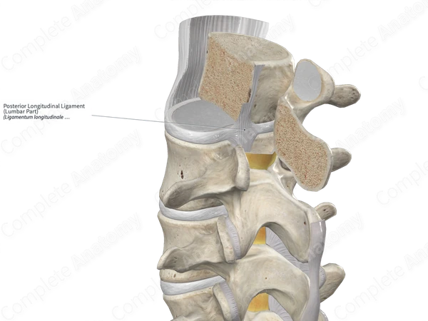 Posterior Longitudinal Ligament (Lumbar Part) | Complete Anatomy