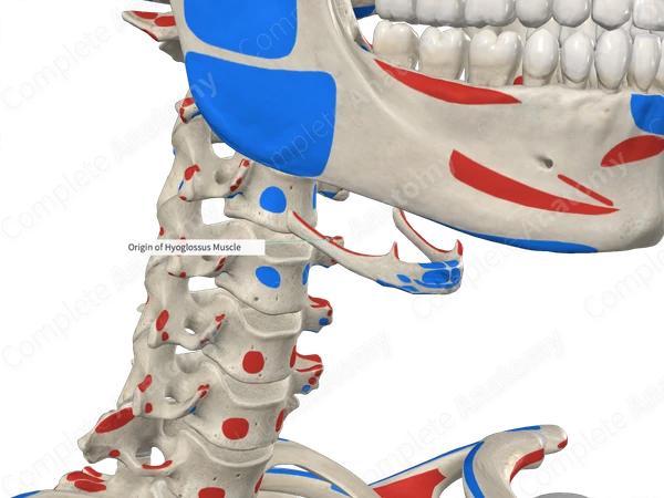 Origin of Hyoglossus Muscle | Complete Anatomy