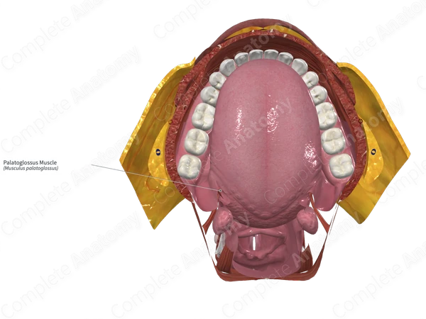 Palatoglossus Muscle | Complete Anatomy