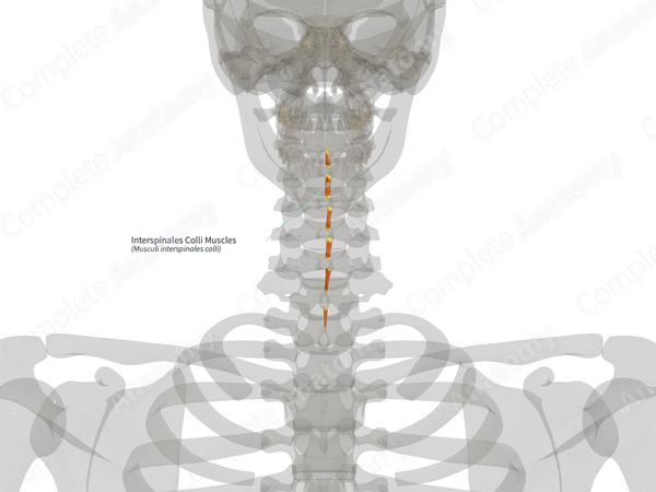 Interspinales Colli Muscles (Right) | Complete Anatomy