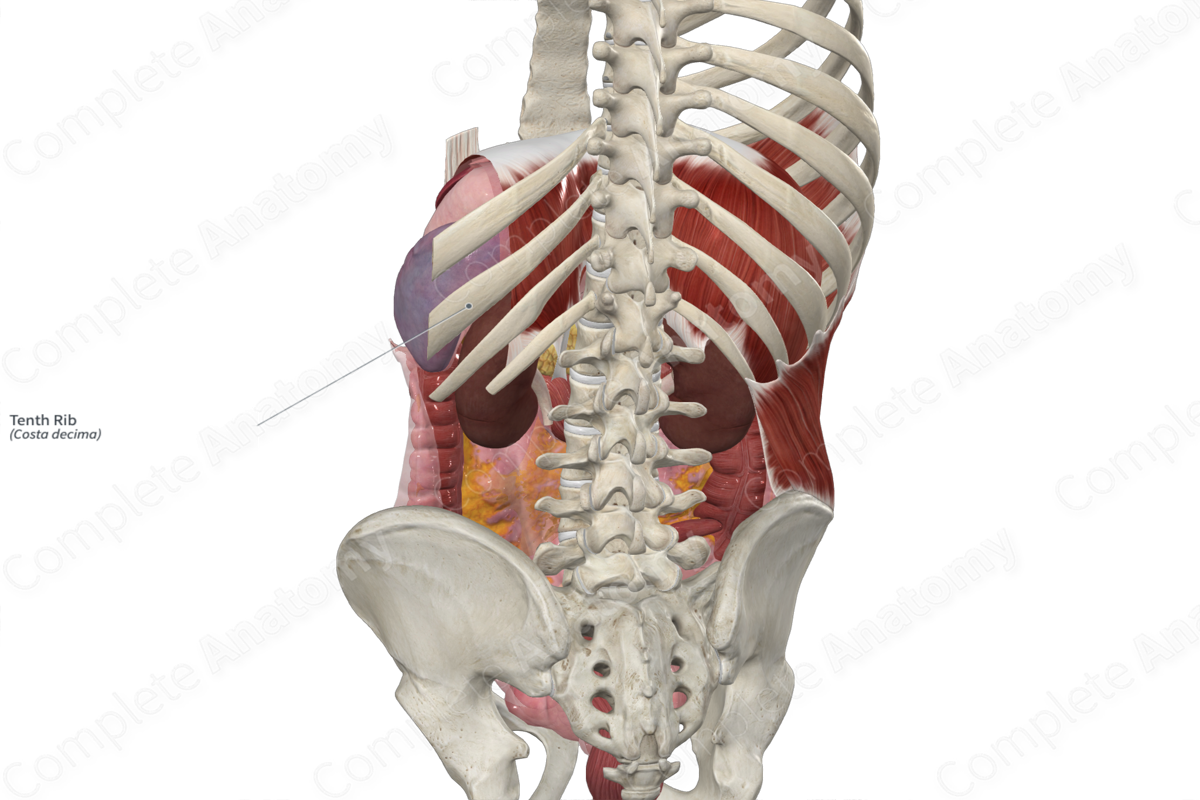 Tenth Rib | Complete Anatomy
