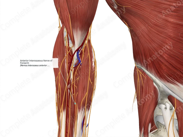 Anterior Interosseous Nerve of Forearm | Complete Anatomy