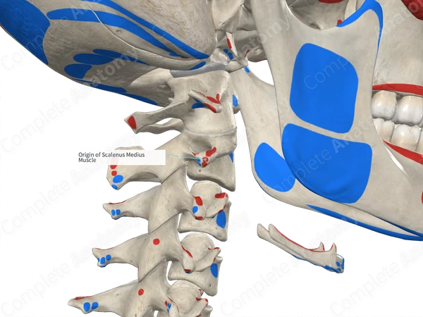 Origin of Scalenus Medius Muscle | Complete Anatomy
