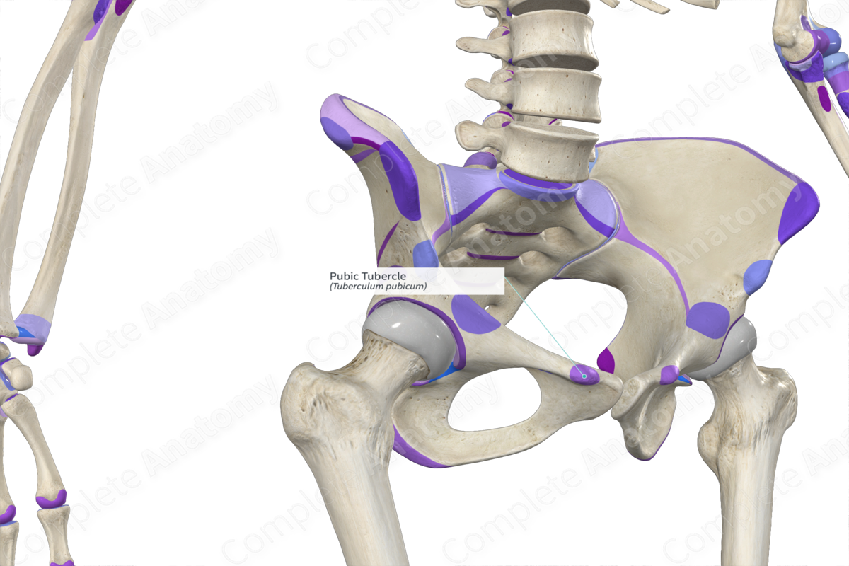 Pubic Tubercle Complete Anatomy