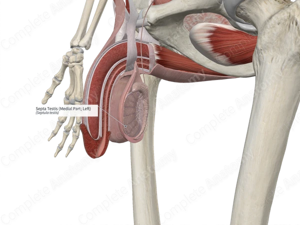 Septa Testis (Medial Part; Left) | Complete Anatomy