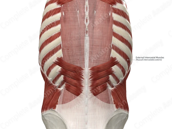 Musculo Intercostal Externo