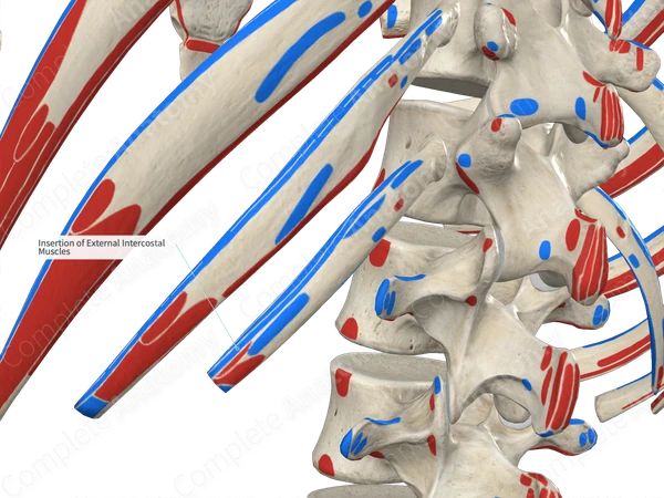 Insertion of External Intercostal Muscles | Complete Anatomy
