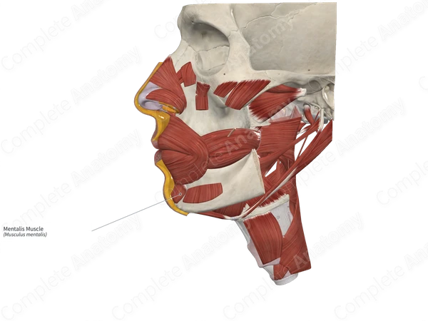 Mentalis Muscle | Complete Anatomy