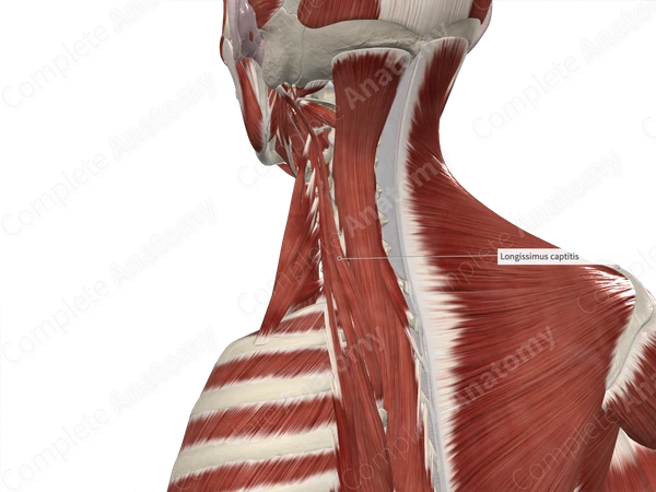 Gato Longissimus Capitis Do Longus Capitis And Colli Stabilise The
