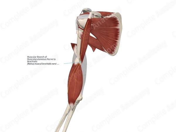 Muscular Branch of Musculocutaneous Nerve to Brachialis | Complete Anatomy