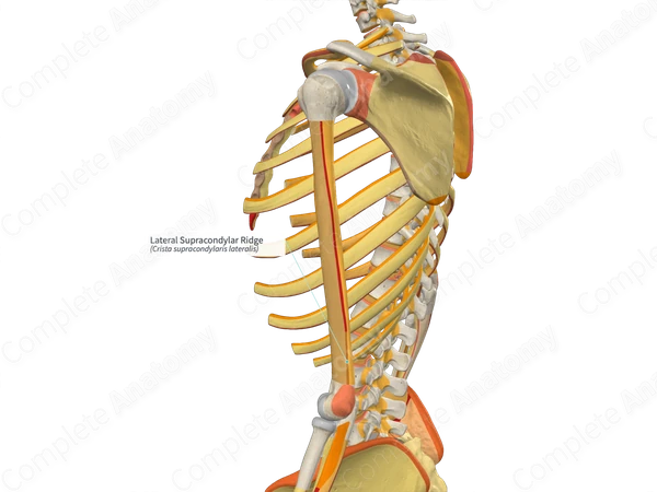 Lateral Supracondylar Ridge | Complete Anatomy
