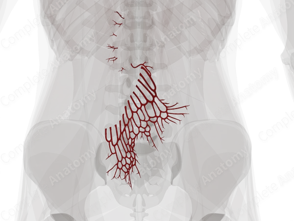 Arteries of Small Intestine | Complete Anatomy