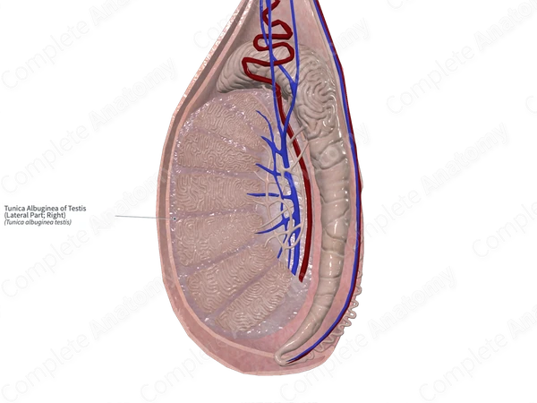 Tunica Albuginea of Testis (Lateral Part; Right) | Complete Anatomy