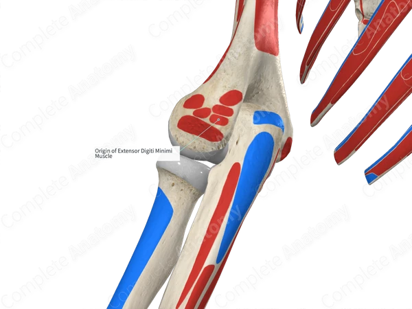 Origin of Extensor Digiti Minimi Muscle | Complete Anatomy