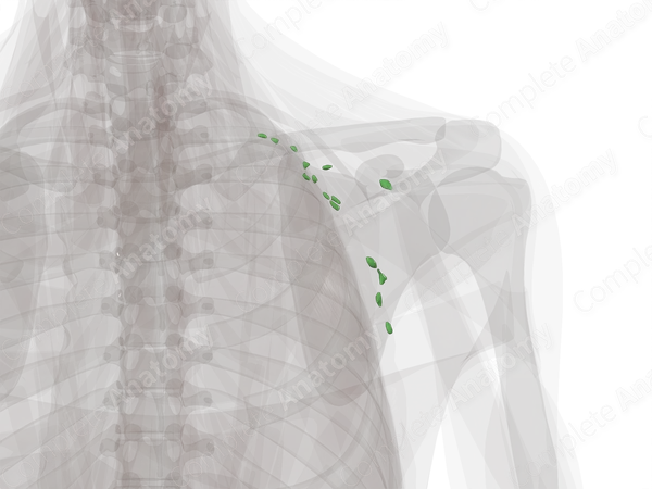 Deep Axillary Nodes (Left) | Complete Anatomy