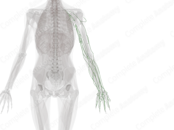Lymph Vessels of Upper Limb (Left) | Complete Anatomy