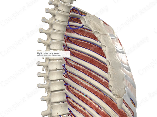 Eighth Intercostal Nerve | Complete Anatomy