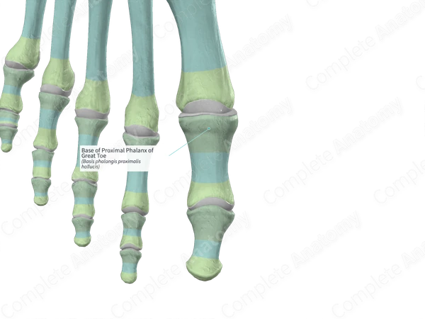 Base of Proximal Phalanx of Great Toe | Complete Anatomy