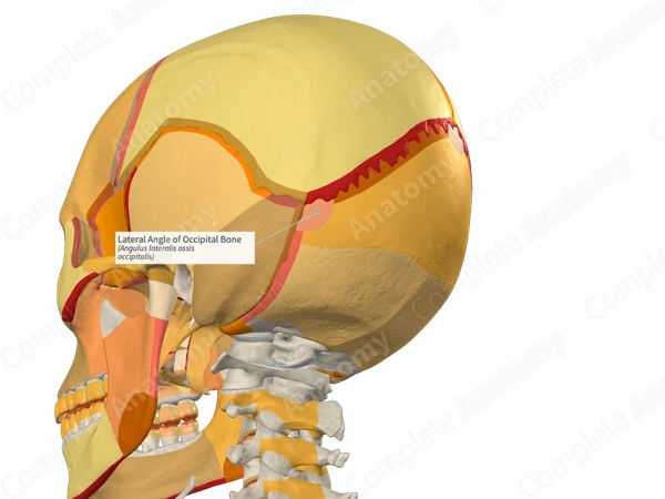 Lateral Angle of Occipital Bone (Left) | Complete Anatomy