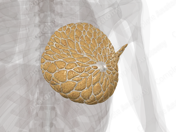 Breast (Left) | Complete Anatomy