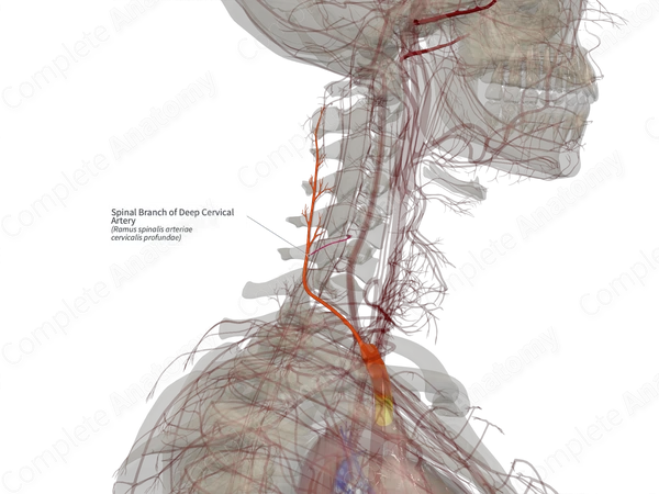 Spinal Branch of Deep Cervical Artery (Left) | Complete Anatomy