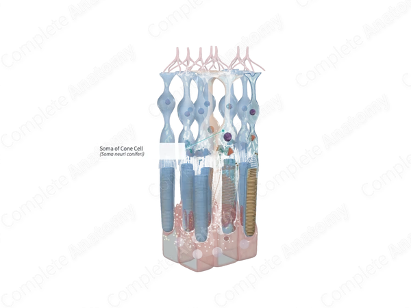 Soma of Cone Cell | Complete Anatomy