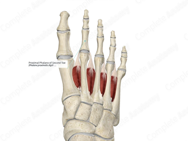Proximal Phalanx of Second Toe | Complete Anatomy