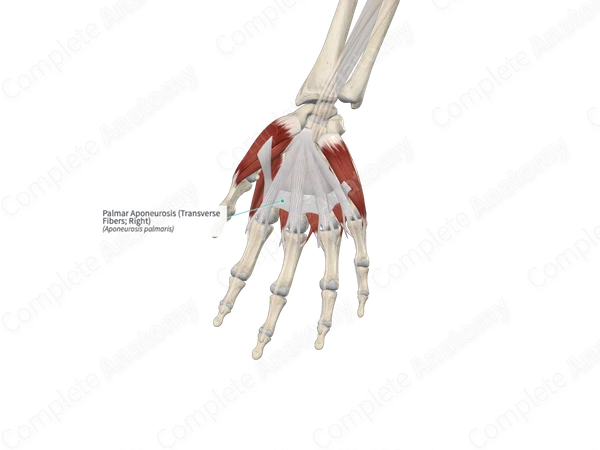 Palmar Aponeurosis (Transverse Fibers; Right) | Complete Anatomy