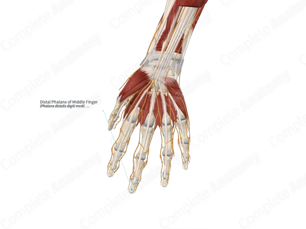 Distal Phalanx of Middle Finger | Complete Anatomy