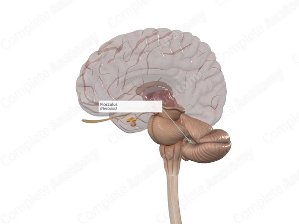 Flocculus | Complete Anatomy