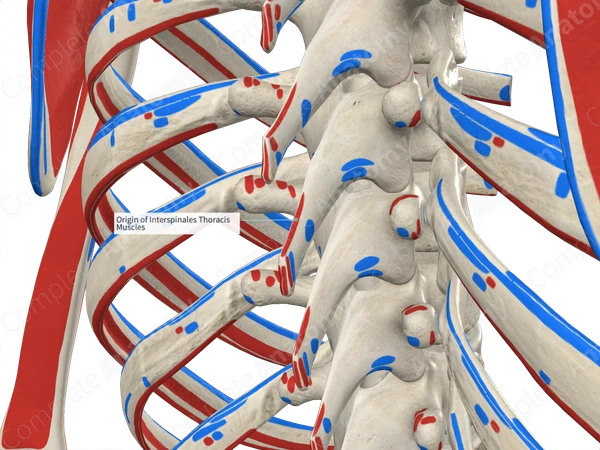 Origin of Interspinales Thoracis Muscles | Complete Anatomy