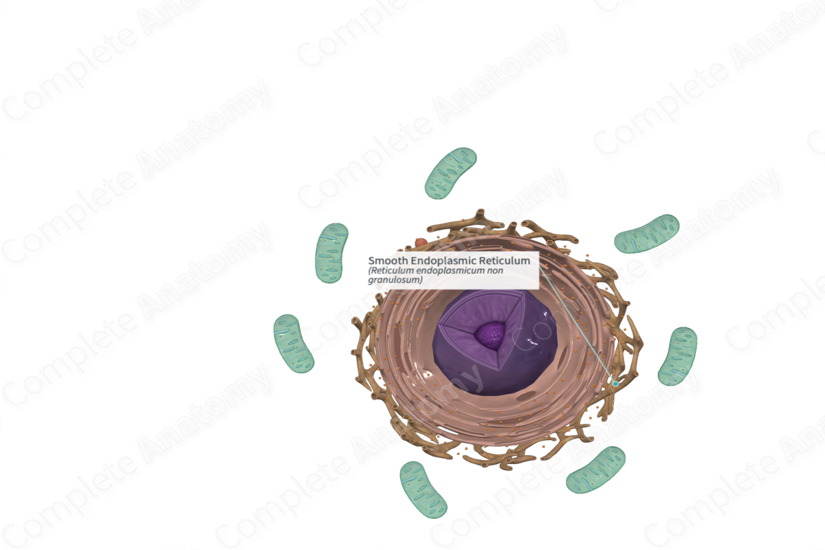 Smooth Endoplasmic Reticulum | Complete Anatomy