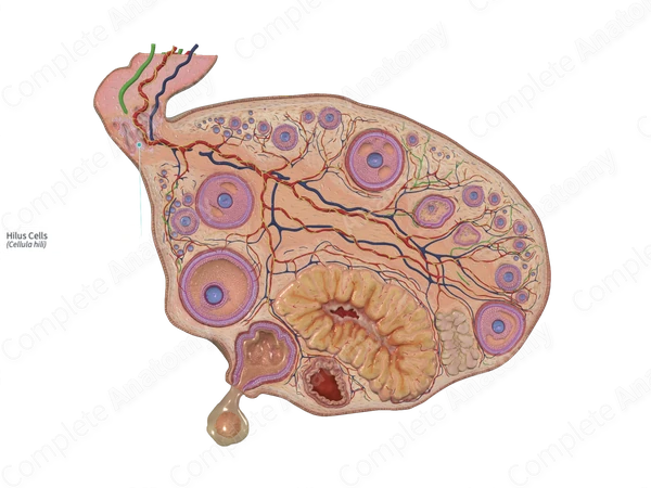 Hilus Cells | Complete Anatomy
